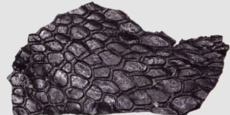 The world's oldest fossil skin is 289 million years old and belonged to ...