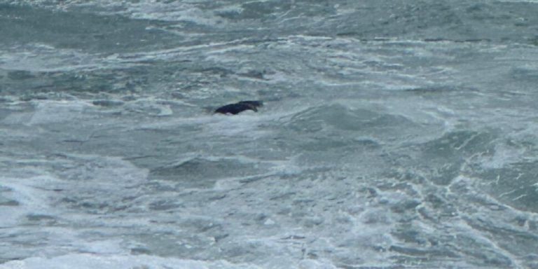 Another body recovered from the sea in Tropea, the prosecutor's office ...